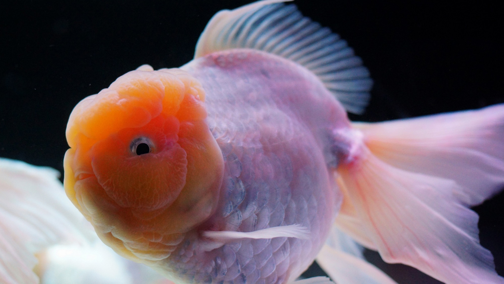 Carassius auratus auratus (Linnaeus, 1758)